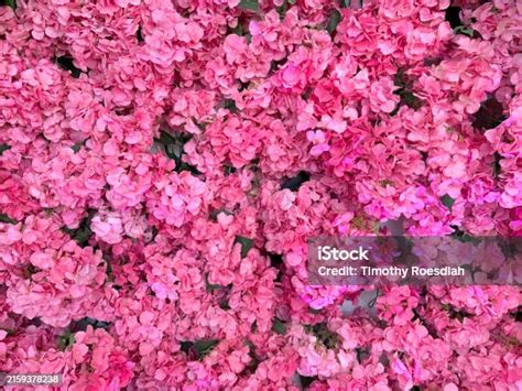 신선한 분홍색 또는 자홍색 장미와 수국 꽃 배경입니다 꽃잎 파티 꽃다발 결혼식에 대 한 아름 다운 완벽 한 배경입니다 0명에 대한 스톡 사진 및 기타 이미지 Istock