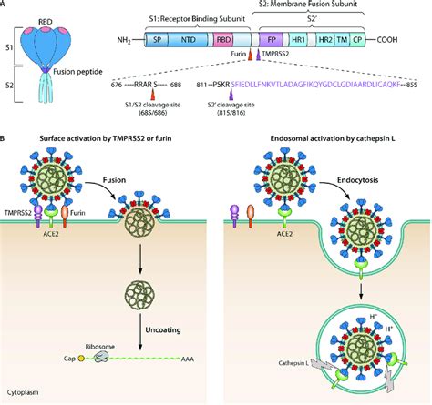 Sars Cov 2 Spike Protein Structure Activation And Host Cell Entry Download Scientific
