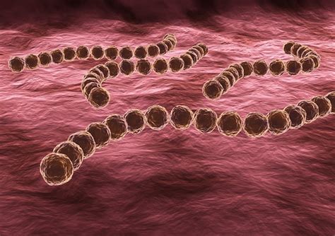 Premium Photo Streptococcus Pyogenes Is A Highly Infectious Pathogenic Bacterium It Can Cause