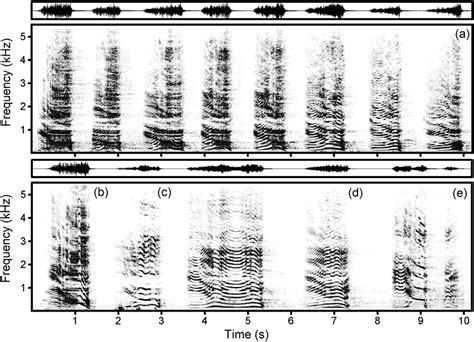 spectrogram below and wave form above of natural roaring bouts of
