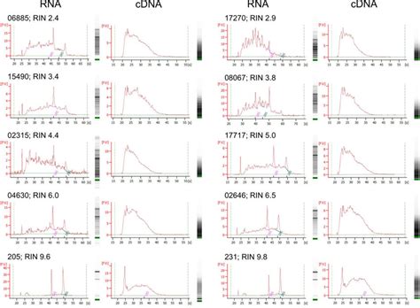Rna And Cdna Analysis By Agilent 2100 Representative Electropherogram Download Scientific