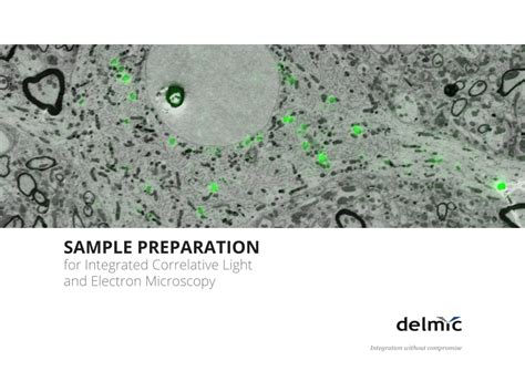 Pdf Sample Preparation For Integrated Correlative Light And Electron Microscopy