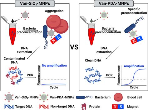 Vancomycin Conjugated Polydopamine Coated Magnetic Nanoparticles For
