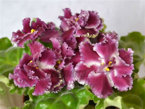 Фиалка РС-Страсть-спорт