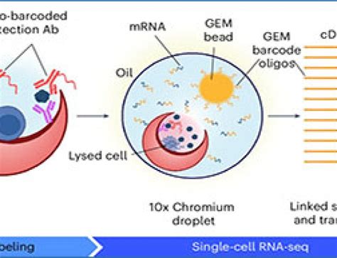 Split Seq Single Cell Profiling With Split Pool Barcoding Rna Seq Blog