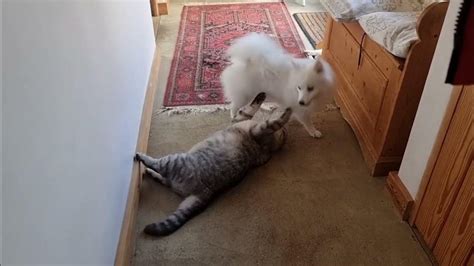 Кот и собака в доме 🤗 Youtube
