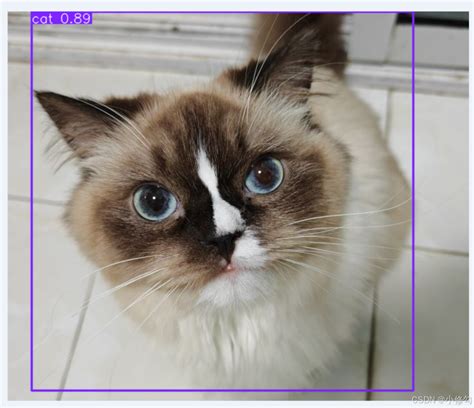 Yolov11的onnx模型c 调用 Csdn博客
