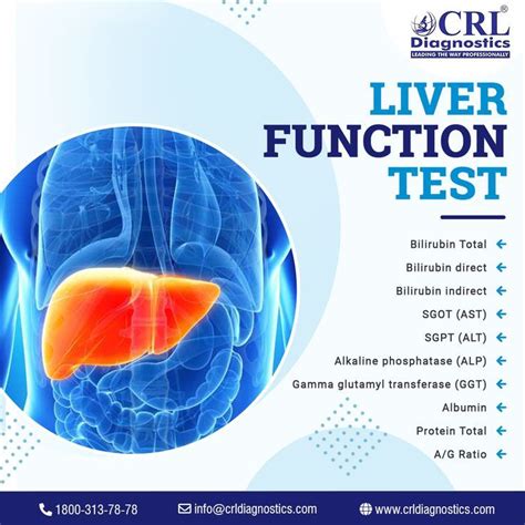 Liver Function Tests Liver Function Test Liver Blood Test Results