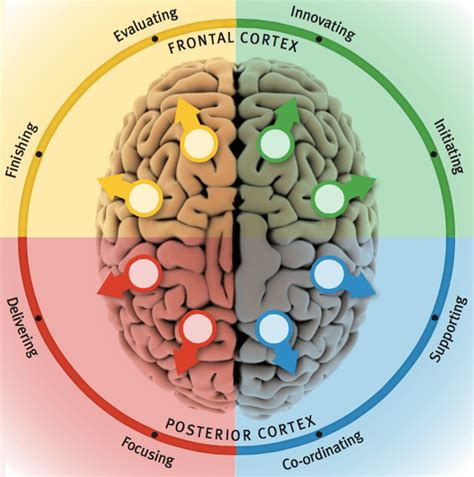 Neuroscience Brain Map