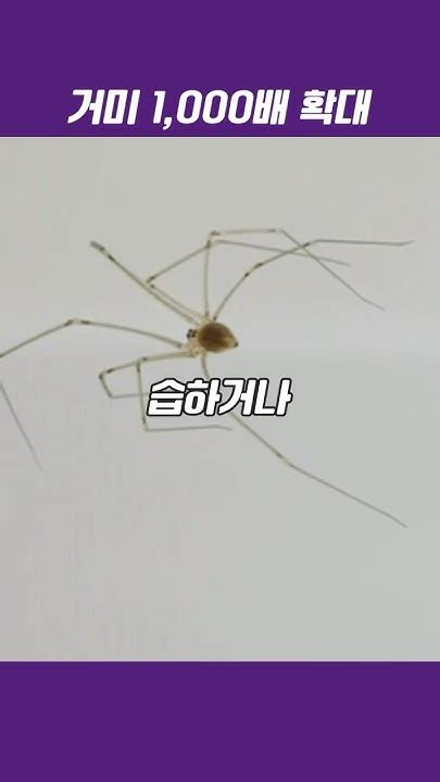 집거미 1000배 확대ㄷㄷ Youtube