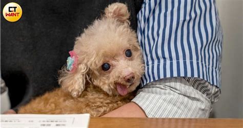 寵物情緣／愛犬待繁殖場遭割聲帶 彭正心疼給予安全感 生活 Ctwant