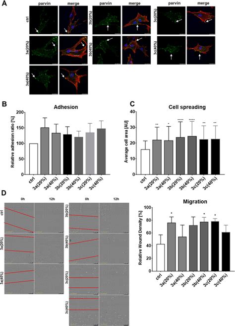 Adhesive And Migrative Properties Of Fibroblasts Cultured On 3a20 Download Scientific