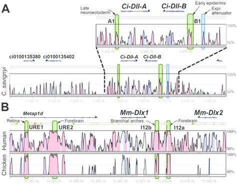 Graphical Representations Of Sequence Conservation And Cre Locations