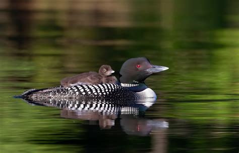 Loon Cruise