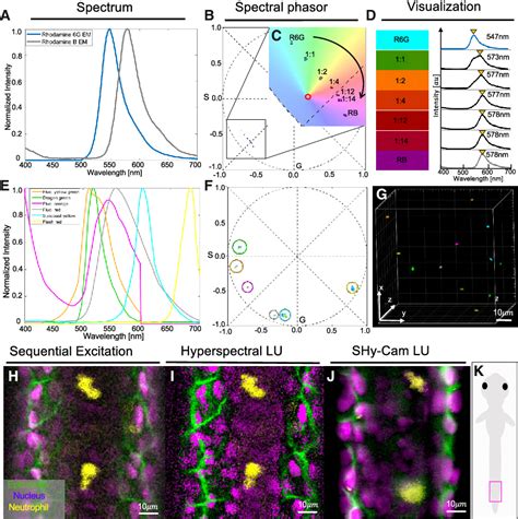 Figure 2 From A Single Shot Hyperspectral Phasor Camera For Fast Multi Color Fluorescence