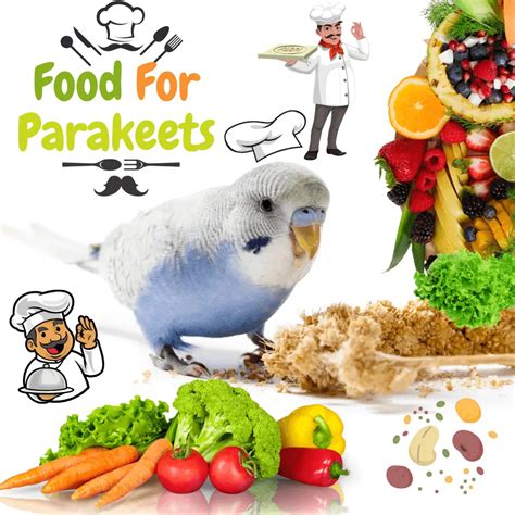 The Best Diet And Food For Parakeets How To Feed A Parakeet Parrot