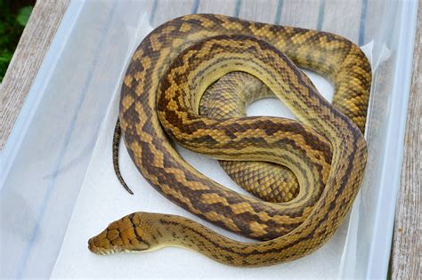 Southern Scrub Python By Cliffside Exotics Morphmarket