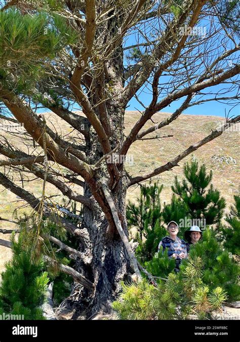 Monterey Pine Pinus Radiata Plantae Garrapata State Park Carmel