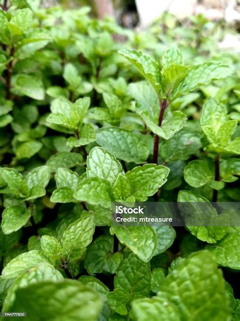 허브 정원에서 자라는 민트 식물의 이미지 그린 스피어 민트 페 퍼 민트 싹과 신선한 민트 잎 사진 밖으로 성장 하는 잘라 내기 및 선택 될 준비 민트 식물군에 대한 스톡