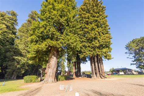 Sequoia Park Flower Garden Redwood Coast Ca Travel Guide