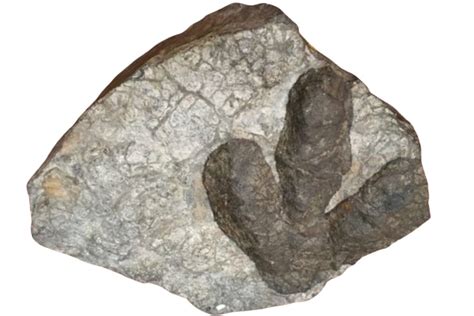 Trace Fossil Rock Chasing Trace Fossil Rock Chasing