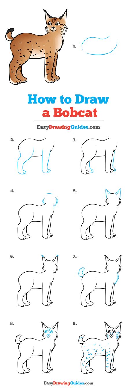How To Draw Bobcats New Hutomo