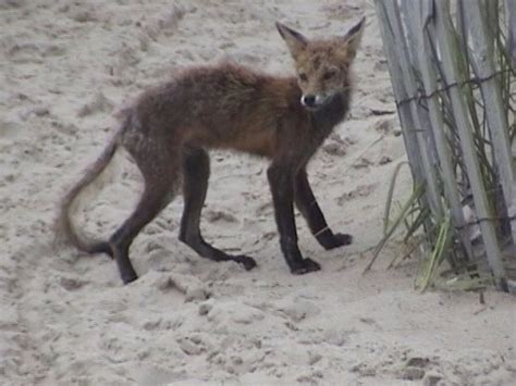 14 Best Samson Fox Images On Pinterest Fox Foxes And Red Fox