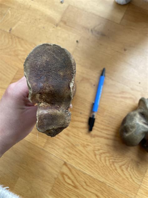 Whose Scapula Radius And Partial Femur Do I Have R Bonecollecting