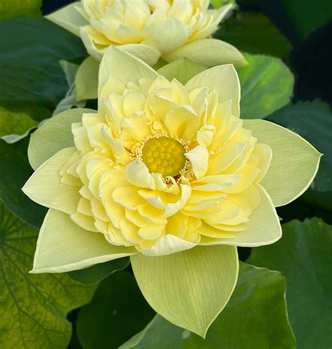 Yellow Lotus Ten Mile Creek Nursery