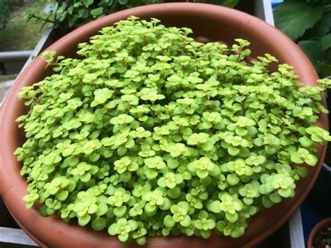 多肉植物圖鑑之黃金丸葉萬年草 每日頭條