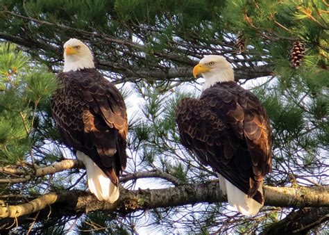 Exploring The Diverse Puget Sound Wildlife American Cruise Lines