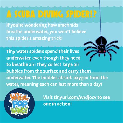 Spiders Can Breathe Underwater Biomimicry Institute The Diving Bell