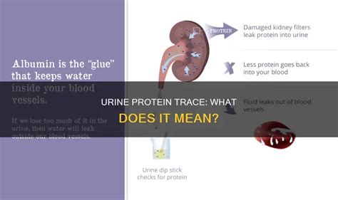 Urine Protein Trace What Does It Mean Medshun