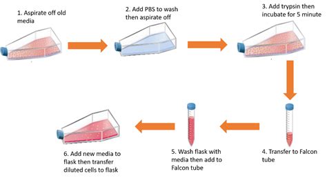 What Is A Cell Culture Passage At Donald Blanton Blog