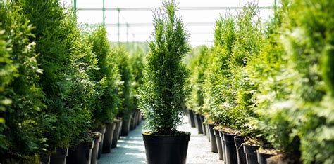 Nursery Propagation Methods Oasis Grower Solutions