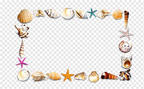 사각형 모듬 색상 및 유형 조개 프레임 그림 템플릿 아이콘 바다 테두리 요소 테두리 틀 텍스트 Png Pngwing