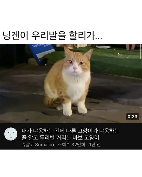 끝판왕best 귀여운 거북이 가방 메고 어딜 가냐옹🐈 이구역 일짱은 바로나다옹 Instagram