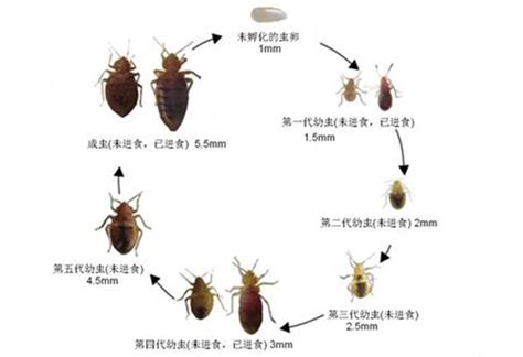 臭虫虫卵怎么消灭 说明书网