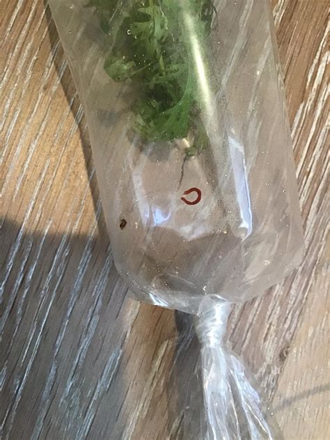 Help Id A Red Worm R Aquariums