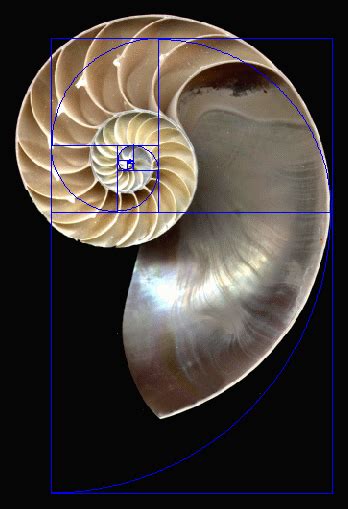 the center of math blog the fibonacci sequence and golden ratio in nature