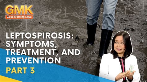 Leptospirosis Symptoms Treatment And Prevention Part 3 Usapang