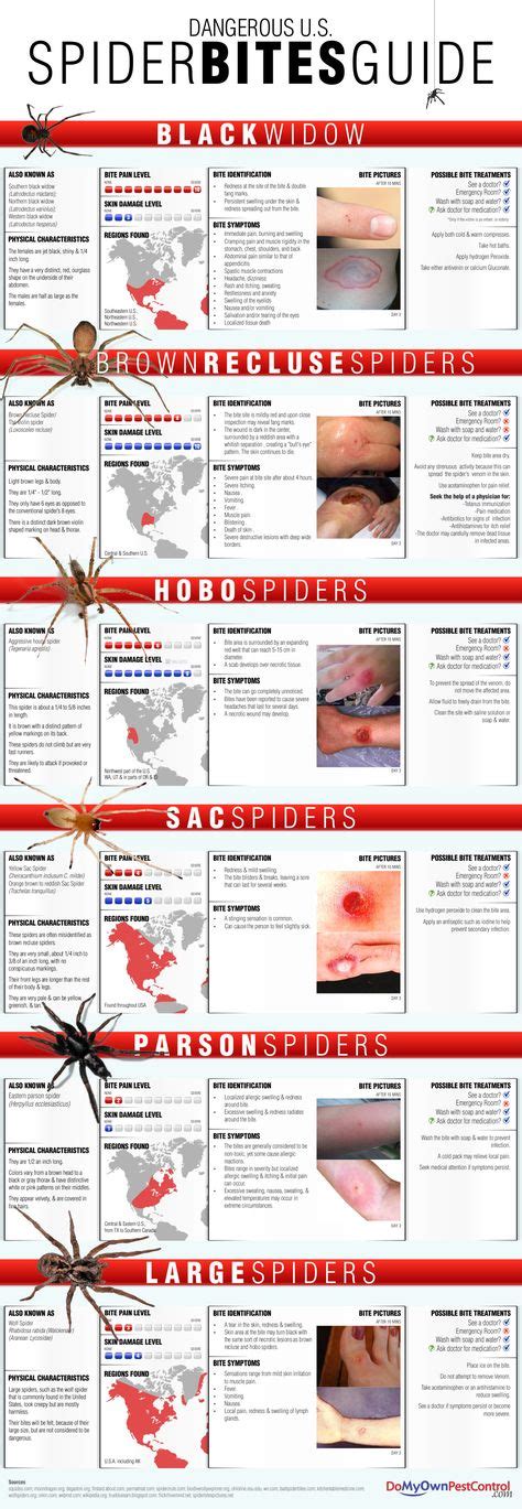 9 Spiders Ideas Spider Spider Bites Dangerous Spiders