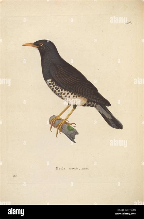 Bird Illustrations Ornithology French Birds Avian Studies Bird