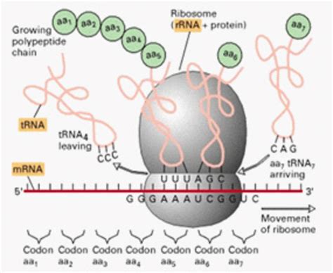 Messenger Rna Function And Structure At Stanley Musso Blog