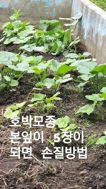 호박 본잎이 5장되면 줄기와잎 사이의 곁가지와 꽃대를 잘라줘야 원줄기호박이 튼실하게 달린답니다텃밭 Garden Youtube