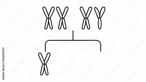 X And Y Chromosome Animation Xy Sex Determination System Animated Video In Vitro Fertilization