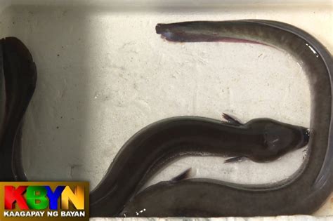 Bakit Mahal Ang Bentahan Ng Eel O Igat Sa Merkado Abs Cbn News