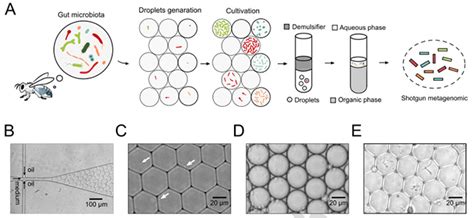 天木生物推出菌种构建开发到生产控制全流程解决方案—生物器材网