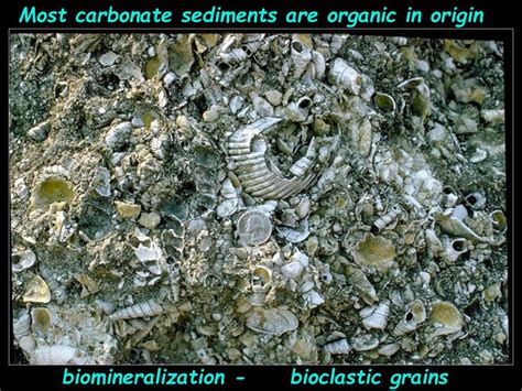 Ppt Carbonate Sediments And Depositional Environments Powerpoint Presentation Id4695188 Ppt Carbonate Sediments And Depositional Environments Powerpoint Presentation Id4695188