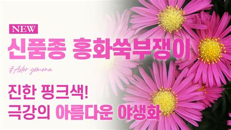 Ep34 신품종 홍화쑥부쟁이 초보정원사도 그 누구라도 쉽게 키울수 있는 신품종 쑥부쟁이 찐 핑크의 극강의 아름다운 야생화 Youtube